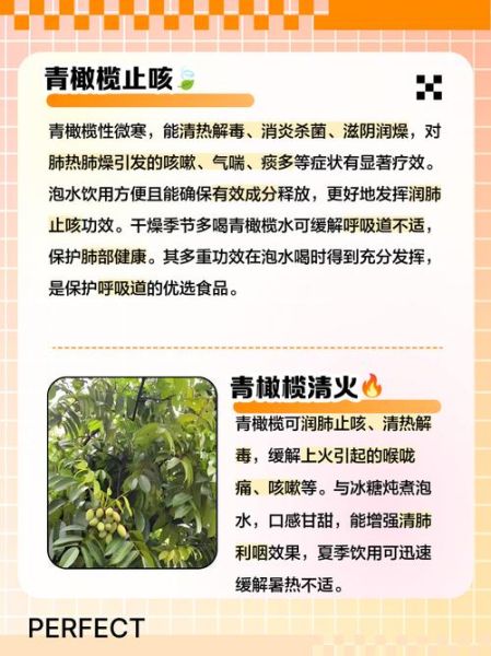 青橄榄的功效与作用_青橄榄怎么吃最好-第2张图片-山城妙识 青橄榄的功效与作用_青橄榄怎么吃最好-第2张图片-山城妙识