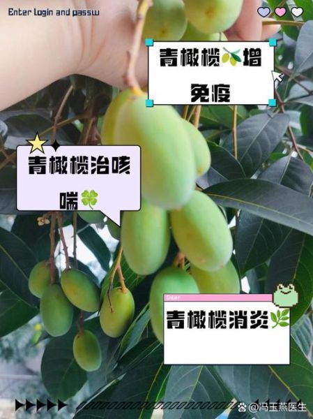 青橄榄的功效与作用_青橄榄怎么吃最好-第3张图片-山城妙识 青橄榄的功效与作用_青橄榄怎么吃最好-第3张图片-山城妙识