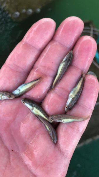 鱼苗价格多少钱一斤_鱼苗价格受哪些因素影响-第2张图片-山城妙识