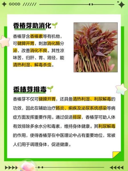 香椿芽的营养价值_香椿芽怎么吃最有营养-第2张图片-山城妙识 香椿芽的营养价值_香椿芽怎么吃最有营养-第2张图片-山城妙识