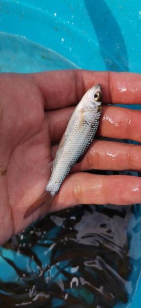 鱼苗价格多少钱一斤_鱼苗价格受哪些因素影响-第3张图片-山城妙识