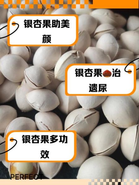 银杏果生吃有什么好处_生吃银杏果能直接吸收哪些营养-第3张图片-山城妙识