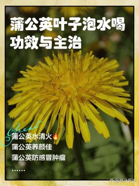 蒲公英茶的功效与作用_蒲公英茶怎么喝-第3张图片-山城妙识