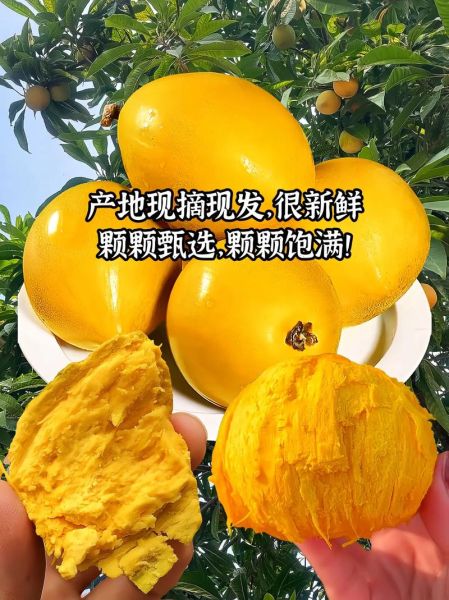 蛋黄果的核能吃吗_蛋黄果核有毒吗-第1张图片-山城妙识 蛋黄果的核能吃吗_蛋黄果核有毒吗-第1张图片-山城妙识