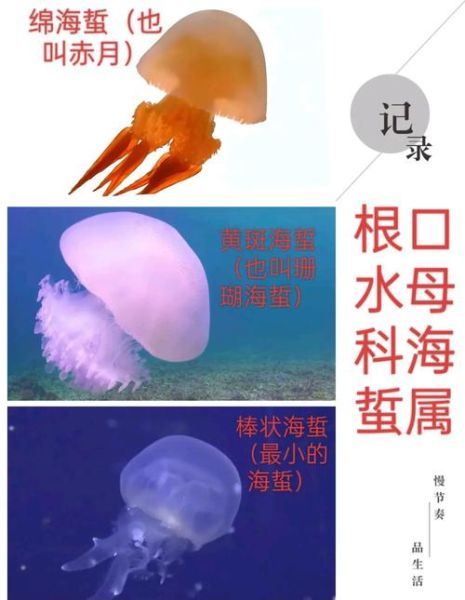 海蜇和水母的区别_高清大图怎么找-第1张图片-山城妙识 海蜇和水母的区别_高清大图怎么找-第1张图片-山城妙识
