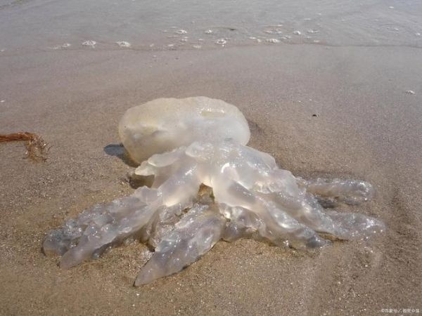 海蜇和水母的区别_高清大图怎么找-第3张图片-山城妙识 海蜇和水母的区别_高清大图怎么找-第3张图片-山城妙识