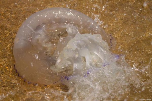 海蜇和水母的区别_高清大图怎么找-第2张图片-山城妙识 海蜇和水母的区别_高清大图怎么找-第2张图片-山城妙识