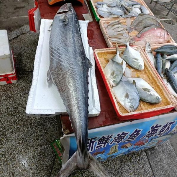 马鲛鱼是什么鱼_马鲛鱼多少钱一斤-第2张图片-山城妙识
