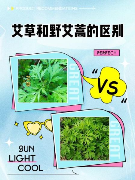 野艾蒿和艾草的区别_野艾蒿图片怎么辨认-第3张图片-山城妙识 野艾蒿和艾草的区别_野艾蒿图片怎么辨认-第3张图片-山城妙识