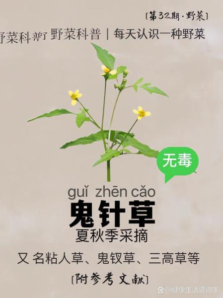 鬼针草偏方有哪些_鬼针草怎么用效果最好-第1张图片-山城妙识 鬼针草偏方有哪些_鬼针草怎么用效果最好-第1张图片-山城妙识