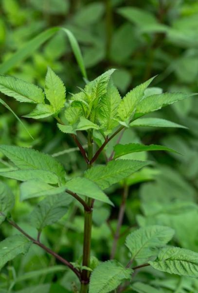 鬼针草偏方有哪些_鬼针草怎么用效果最好-第3张图片-山城妙识 鬼针草偏方有哪些_鬼针草怎么用效果最好-第3张图片-山城妙识