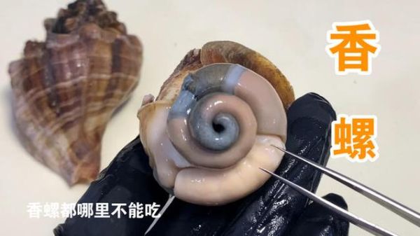 香螺哪里不能吃图解_香螺内脏位置图解-第3张图片-山城妙识 香螺哪里不能吃图解_香螺内脏位置图解-第3张图片-山城妙识