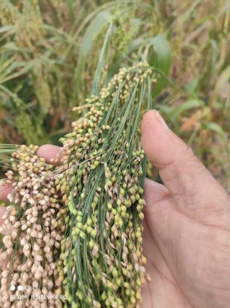 黍子图片_黍子长什么样-第1张图片-山城妙识 黍子图片_黍子长什么样-第1张图片-山城妙识