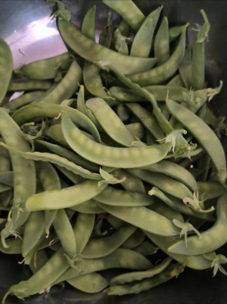 菜豌豆图片_如何挑选新鲜菜豌豆-第2张图片-山城妙识 菜豌豆图片_如何挑选新鲜菜豌豆-第2张图片-山城妙识