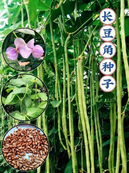 长豇豆图片_长豇豆怎么挑选-第1张图片-山城妙识 长豇豆图片_长豇豆怎么挑选-第1张图片-山城妙识