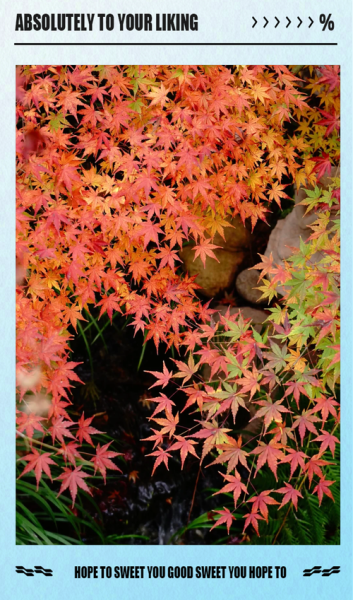 鸡爪槭是乔木还是灌木_鸡爪槭高度能长多高-第2张图片-山城妙识 鸡爪槭是乔木还是灌木_鸡爪槭高度能长多高-第2张图片-山城妙识