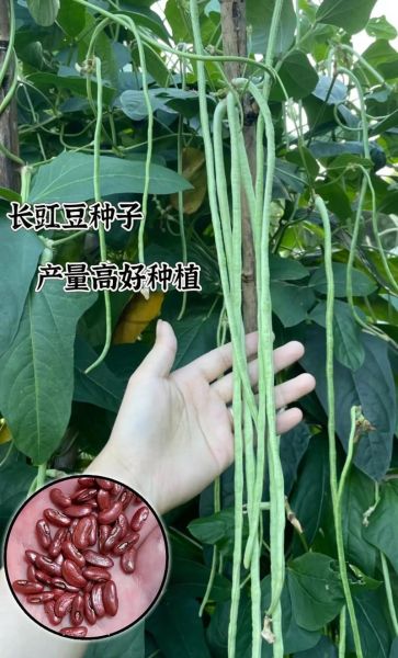 长豇豆图片_长豇豆怎么挑选-第3张图片-山城妙识 长豇豆图片_长豇豆怎么挑选-第3张图片-山城妙识