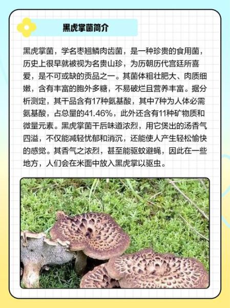 虎掌菌怎么吃_虎掌菌做法大全-第1张图片-山城妙识