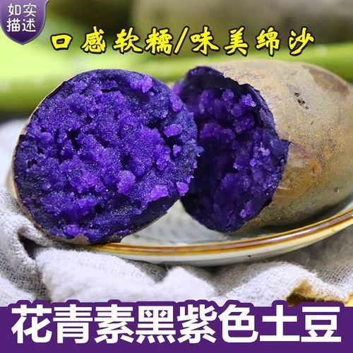 黑美人土豆多少钱一斤_黑美人土豆价格走势-第2张图片-山城妙识 黑美人土豆多少钱一斤_黑美人土豆价格走势-第2张图片-山城妙识