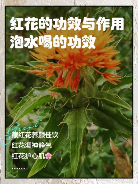 藏红花怎么吃效果最好_藏红花泡水喝的正确方法-第2张图片-山城妙识 藏红花怎么吃效果最好_藏红花泡水喝的正确方法-第2张图片-山城妙识