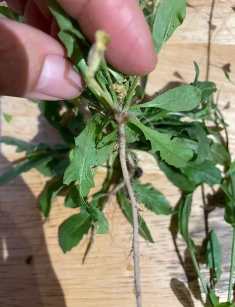 野生荠菜和蒲公英的区别_怎么分辨两种野菜-第1张图片-山城妙识