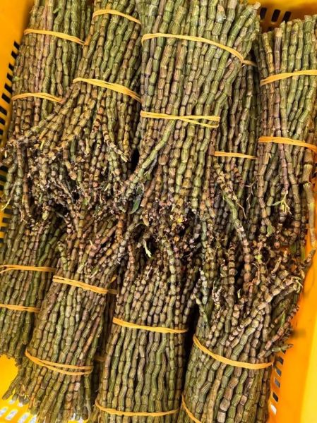 铁皮石斛多少钱一斤_正宗铁皮石斛价格-第2张图片-山城妙识