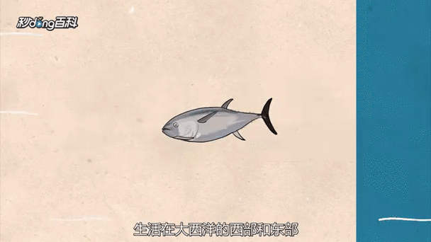 黑鲔鱼是什么鱼_黑鲔鱼和金枪鱼区别-第1张图片-山城妙识 黑鲔鱼是什么鱼_黑鲔鱼和金枪鱼区别-第1张图片-山城妙识