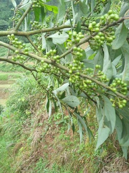 野山椒树长什么样_野山椒树图片叶子特征-第1张图片-山城妙识