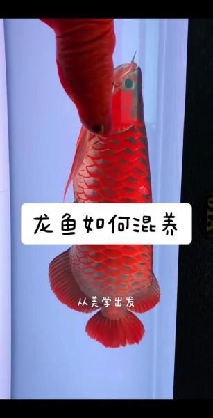 龙鱼和什么鱼混养最好_龙鱼混养最佳搭配-第1张图片-山城妙识