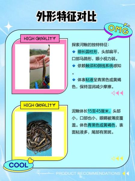 海泥鳅是什么鱼_海泥鳅和泥鳅的区别-第1张图片-山城妙识 海泥鳅是什么鱼_海泥鳅和泥鳅的区别-第1张图片-山城妙识