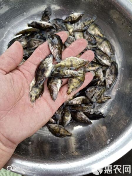 鳜鱼苗怎么挑选_鳜鱼苗价格多少钱一斤-第2张图片-山城妙识 鳜鱼苗怎么挑选_鳜鱼苗价格多少钱一斤-第2张图片-山城妙识