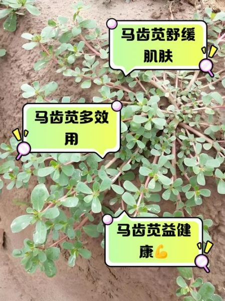 马齿苋的功效与作用_马齿苋的副作用有哪些-第3张图片-山城妙识 马齿苋的功效与作用_马齿苋的副作用有哪些-第3张图片-山城妙识