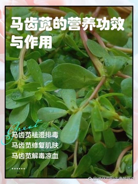 马齿苋的功效与作用_马齿苋的副作用有哪些-第1张图片-山城妙识 马齿苋的功效与作用_马齿苋的副作用有哪些-第1张图片-山城妙识