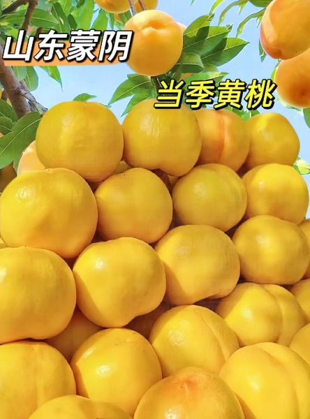 黄桃图库免费下载_黄桃图库怎么使用-第1张图片-山城妙识