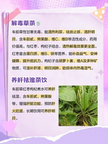 车前草怎么吃最好_车前草怎么吃最营养-第1张图片-山城妙识 车前草怎么吃最好_车前草怎么吃最营养-第1张图片-山城妙识