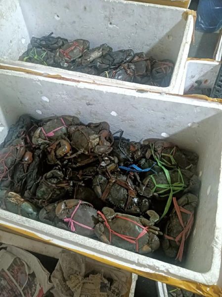 野生青蟹多少钱一斤_野生青蟹价格行情-第2张图片-山城妙识