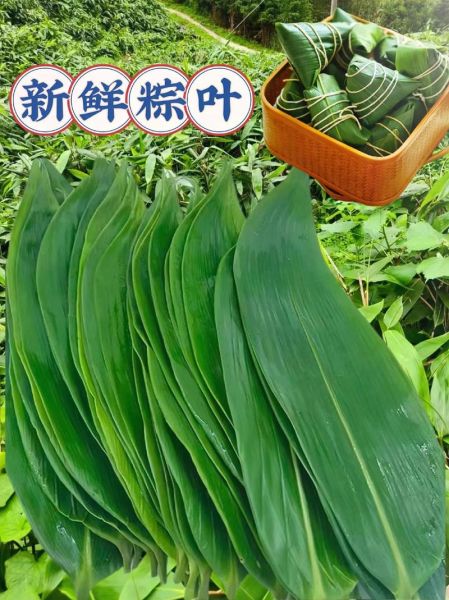 野生粽叶图片_如何辨别真假-第2张图片-山城妙识