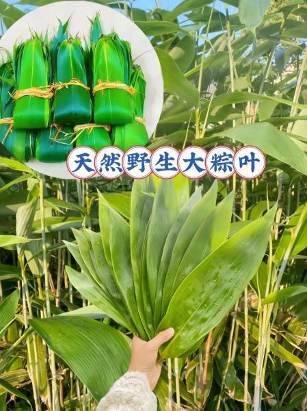 野生粽叶图片_如何辨别真假-第3张图片-山城妙识
