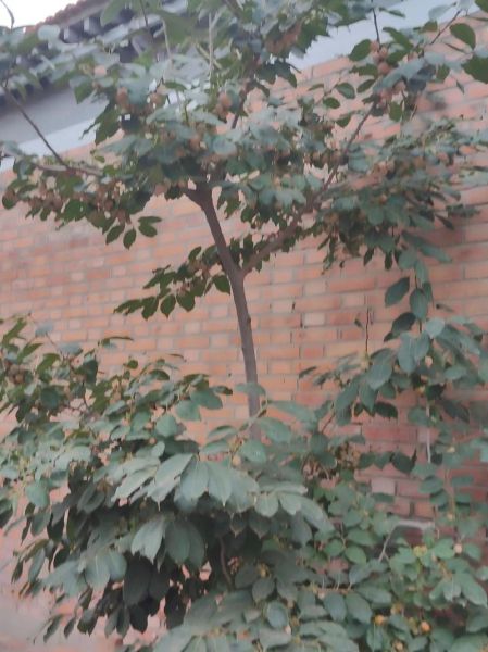 黑枣树图片_黑枣树长什么样-第1张图片-山城妙识