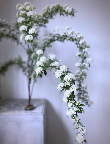 麻叶绣线菊怎么养_麻叶绣线菊耐寒吗-第1张图片-山城妙识 麻叶绣线菊怎么养_麻叶绣线菊耐寒吗-第1张图片-山城妙识