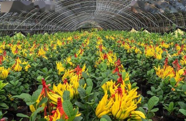 金华佛手园门票价格_金华佛手园好玩吗-第2张图片-山城妙识