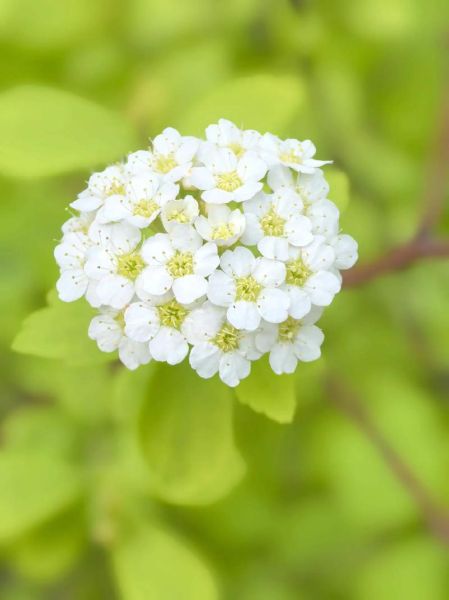 麻叶绣线菊怎么养_麻叶绣线菊耐寒吗-第2张图片-山城妙识 麻叶绣线菊怎么养_麻叶绣线菊耐寒吗-第2张图片-山城妙识