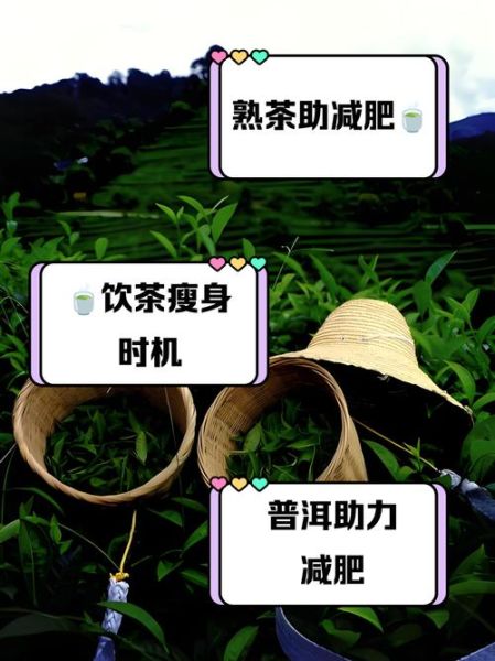 普洱茶怎么喝减肥_普洱茶减肥的正确方法-第2张图片-山城妙识