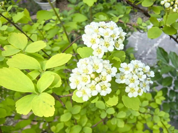 麻叶绣线菊怎么养_麻叶绣线菊耐寒吗-第3张图片-山城妙识 麻叶绣线菊怎么养_麻叶绣线菊耐寒吗-第3张图片-山城妙识