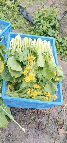 广东青菜种类图片大全_有哪些常见品种-第3张图片-山城妙识 广东青菜种类图片大全_有哪些常见品种-第3张图片-山城妙识