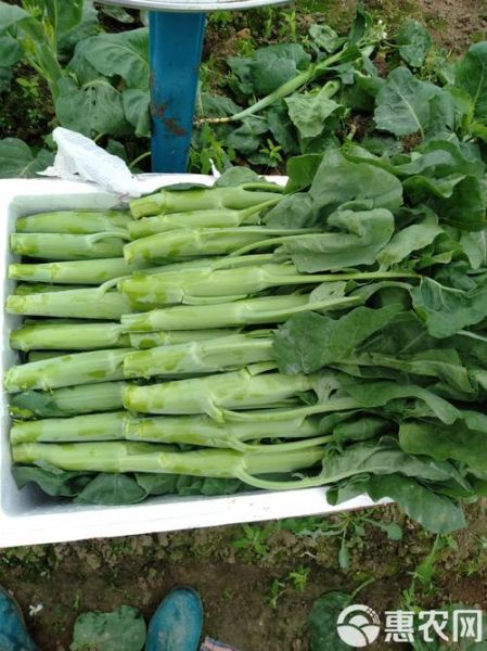 广东青菜种类图片大全_有哪些常见品种-第1张图片-山城妙识 广东青菜种类图片大全_有哪些常见品种-第1张图片-山城妙识