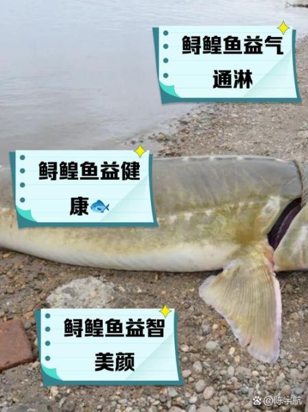 鲟鱼的营养价值_鲟鱼的功效与作用-第2张图片-山城妙识 鲟鱼的营养价值_鲟鱼的功效与作用-第2张图片-山城妙识