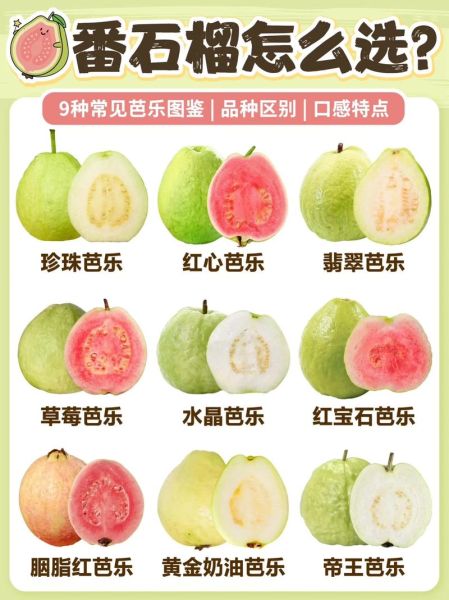 番石榴和石榴的区别_哪个营养价值更高-第1张图片-山城妙识 番石榴和石榴的区别_哪个营养价值更高-第1张图片-山城妙识