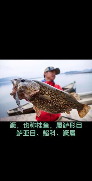 鳜怎么读_渔歌子中的鳜鱼读音-第1张图片-山城妙识