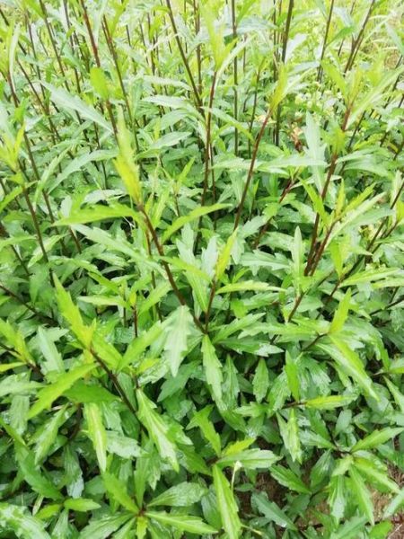 马兰头长什么样_马兰头图片大全哪里找-第3张图片-山城妙识